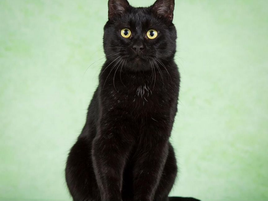 Котик ищет семью