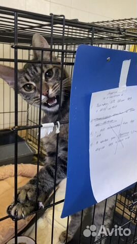 Особенный котик Амурчик в добрые руки