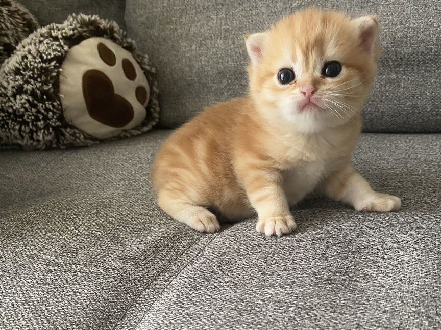 Шотландские золотые шиншиллы котята