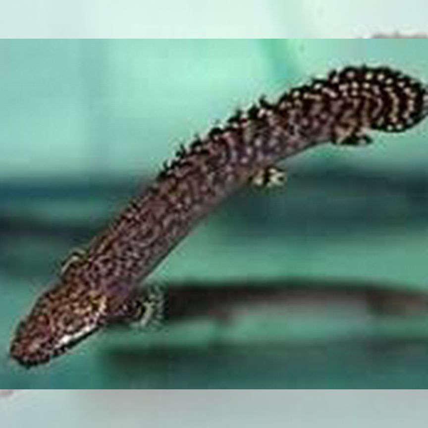 Полиптерус орнатипинис