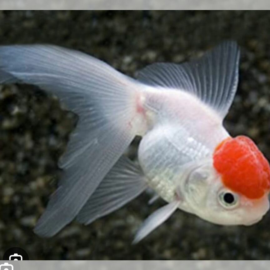 Рыба оранда (красная шапочка)