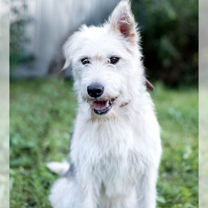 Взрослая собака в добрые руки