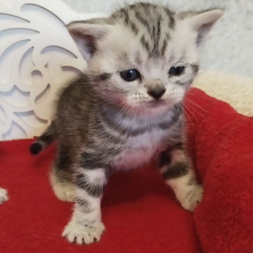 Американские короткошерстные малыши