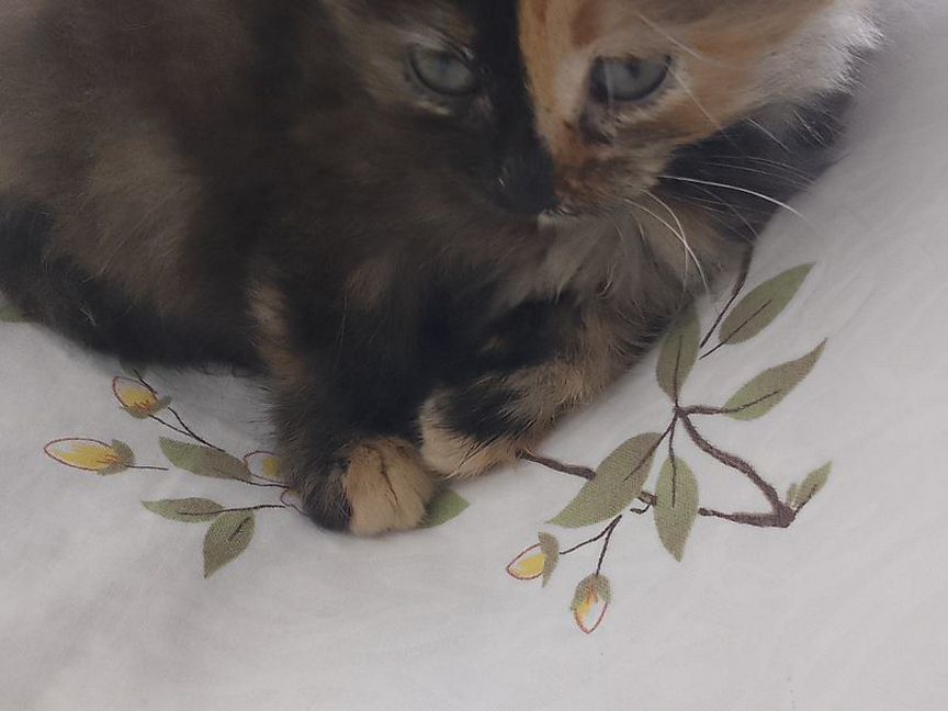 Отдам котенка в добрые руки
