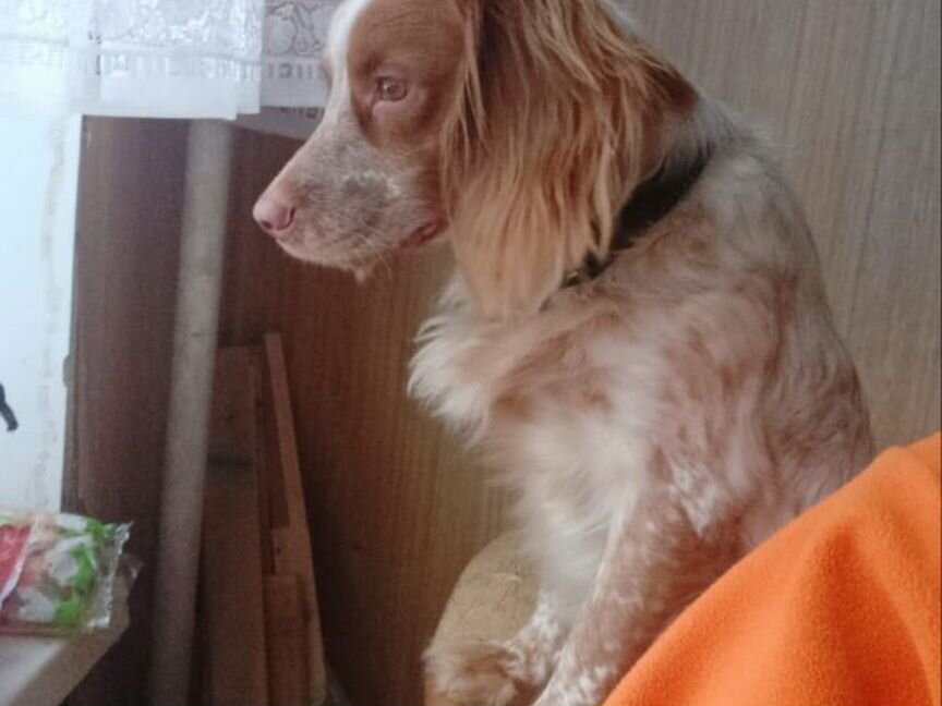 Русский охотничий спаниель