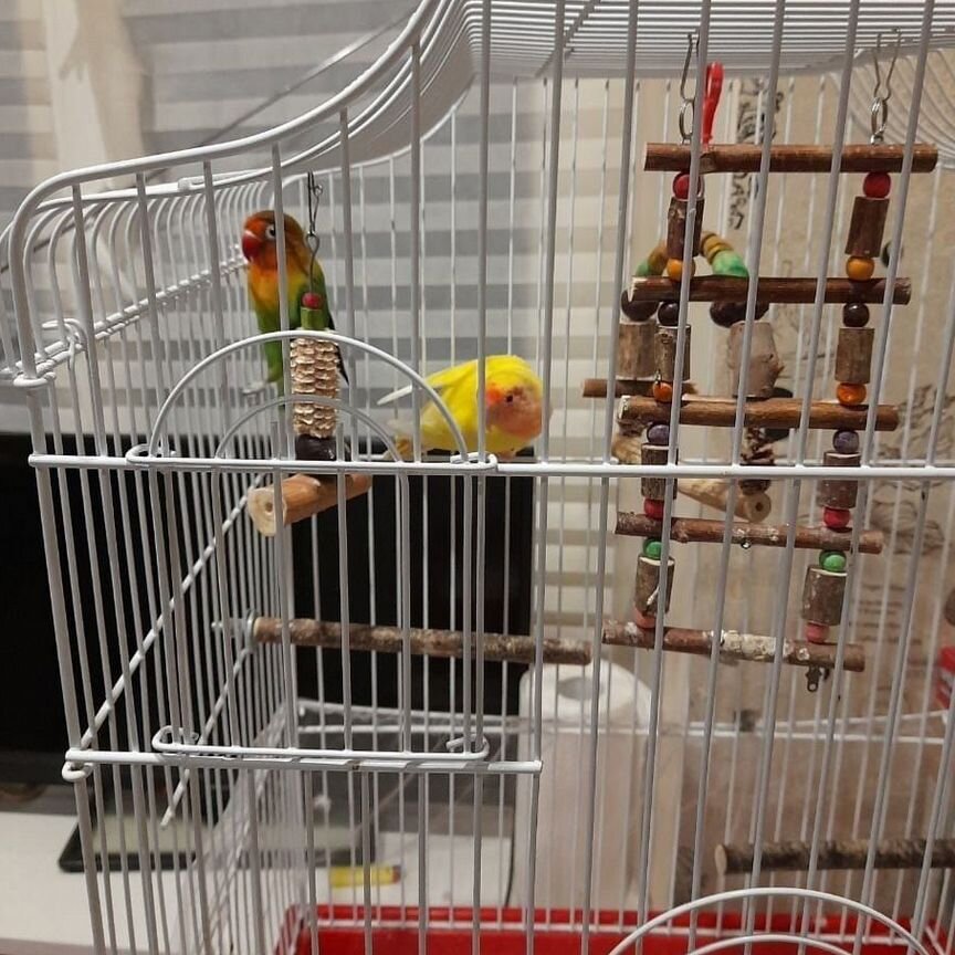 Попугай неразлучники с клеткой