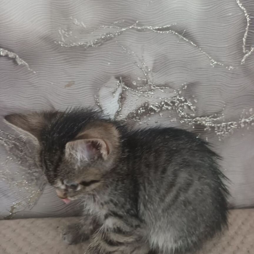Котята, щенята