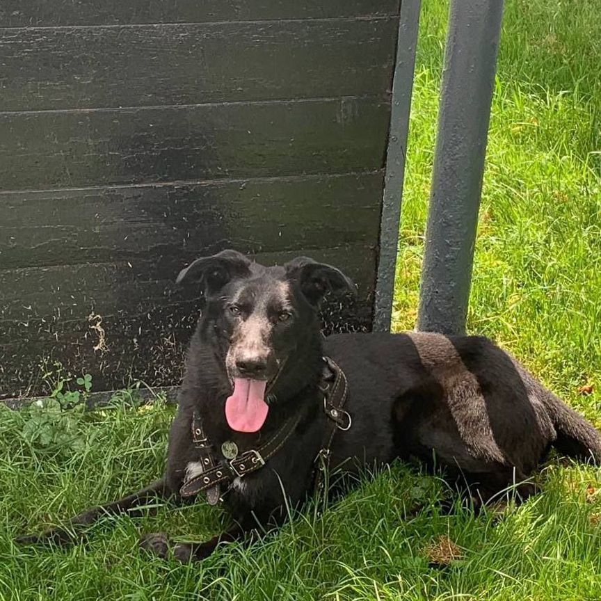 Бывшедомашний песик