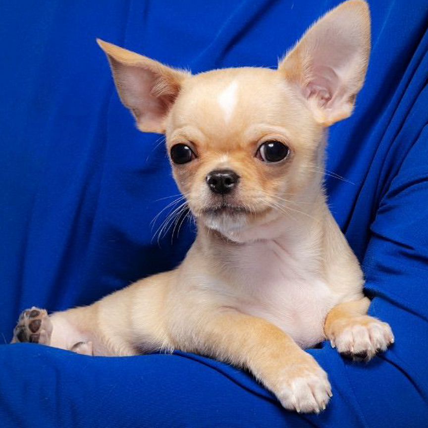 Чихуахуа золотой мальчик