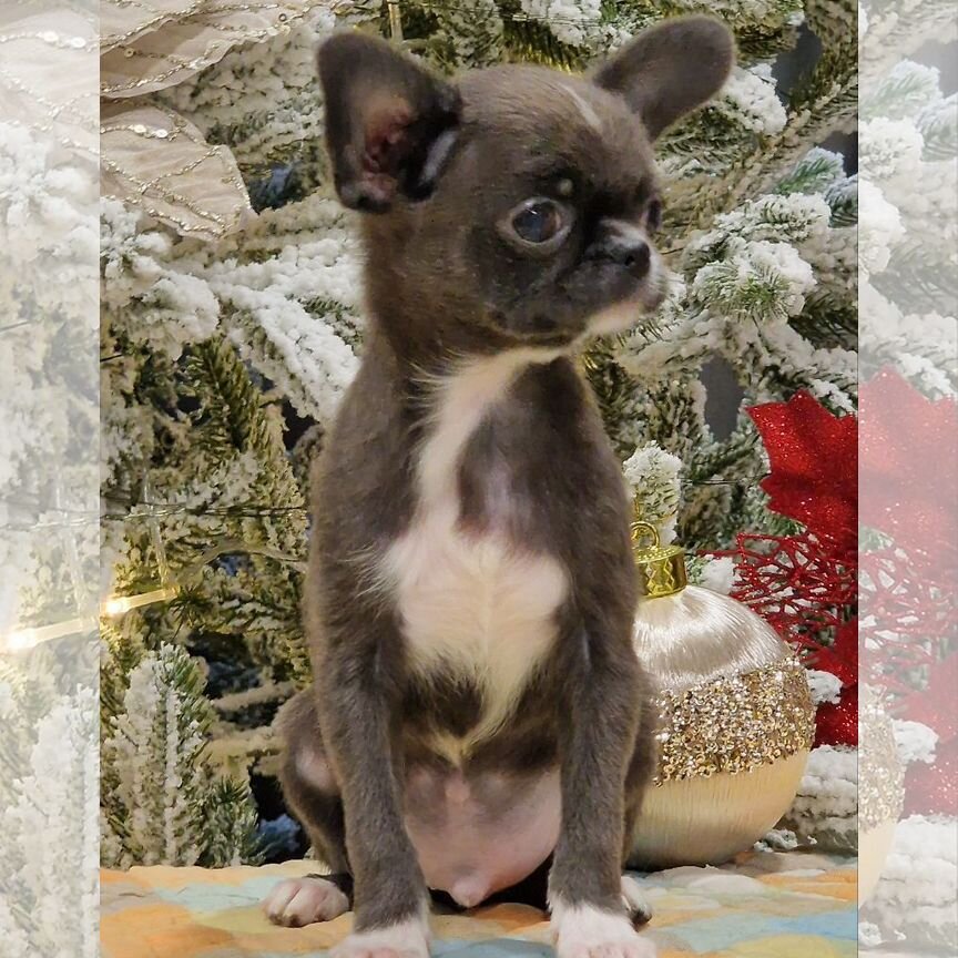 Чихуахуа миниатюрный мальчик