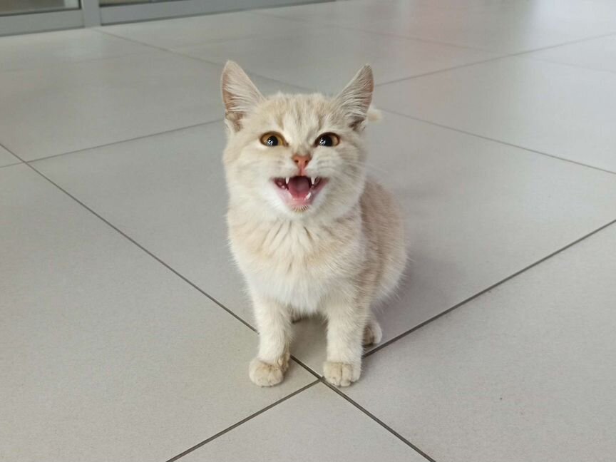 Которебёнка, выброшенного на улицу, спасите