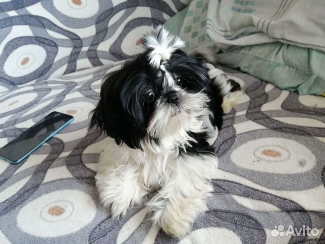 Красотка ши-тцу