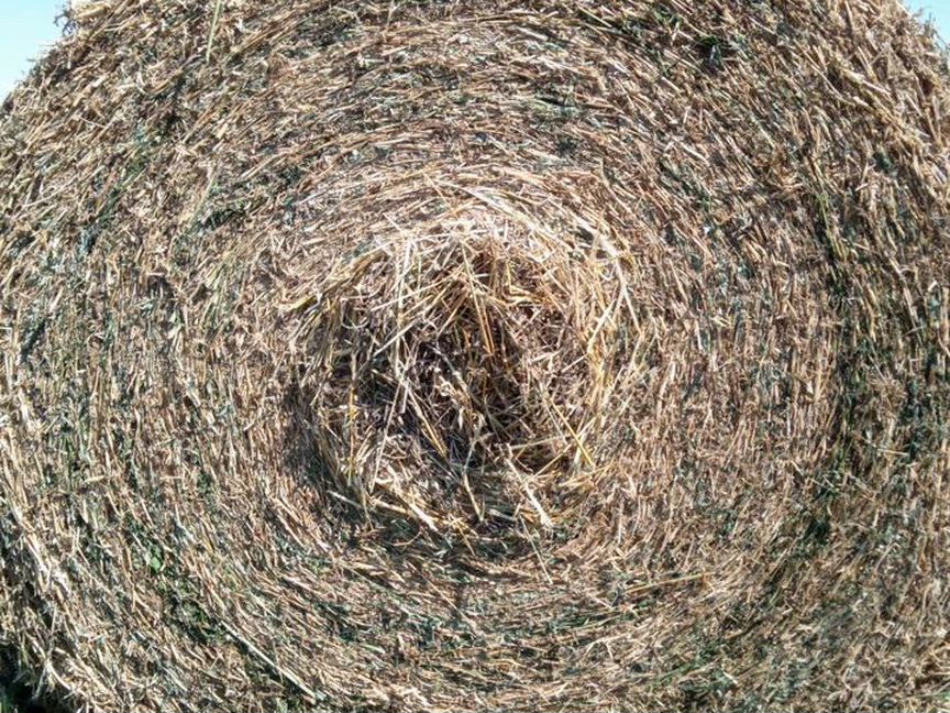 Гороховая солома в рулонах