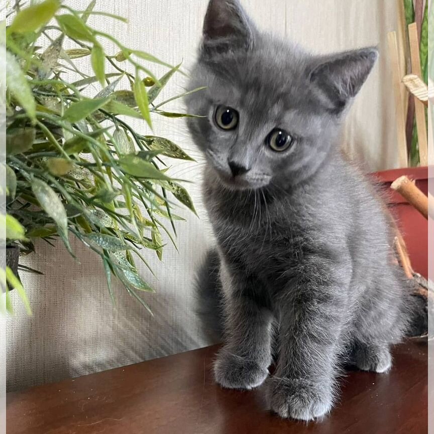 Очаровательный котенок в добрые руки