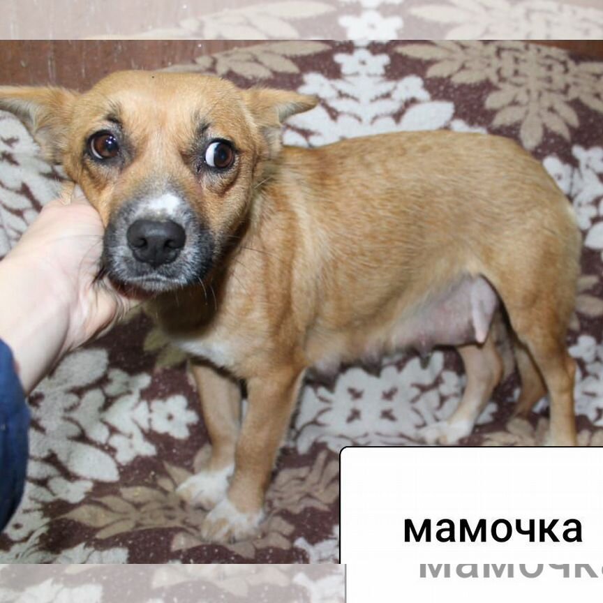 Щенки от мелкой собаки