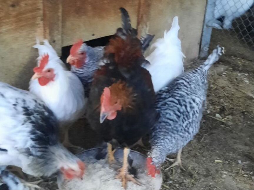 Петух легбар и маран