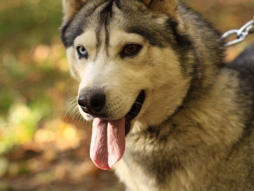 Сибирский хаски отдам бесплатно в добрые руки
