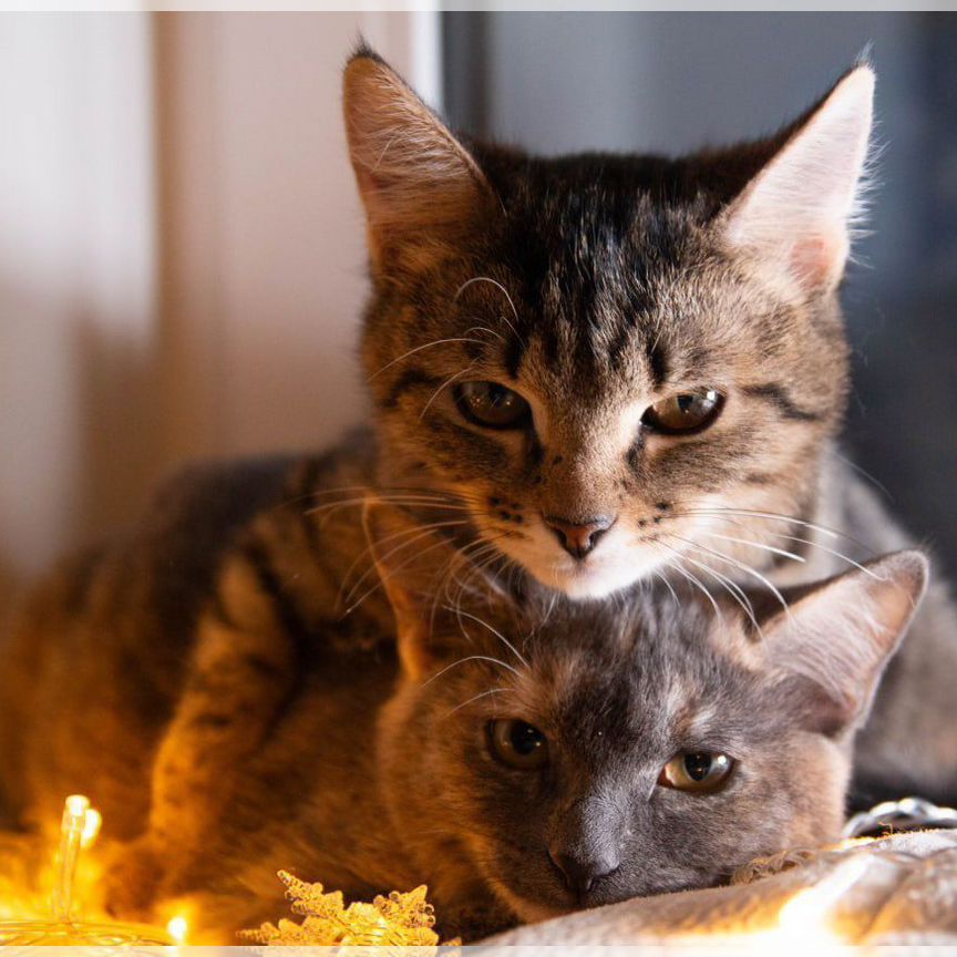 Котята