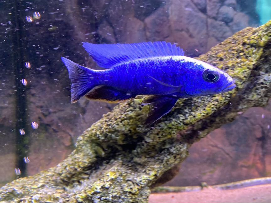 Цихлида Васильковый джексон