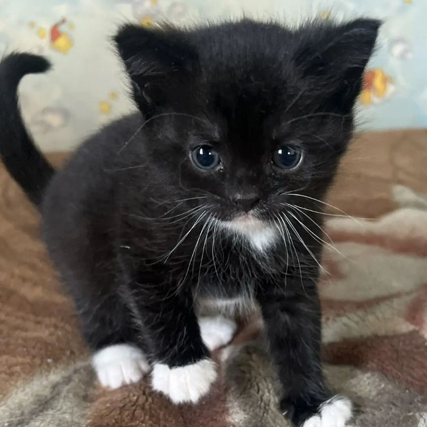 Котёнок в добрые руки