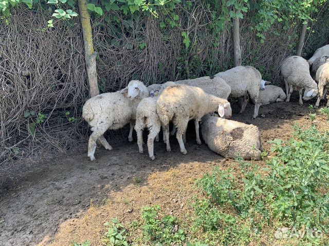 Продаю ягнят баранчики мартовские в круг 5000