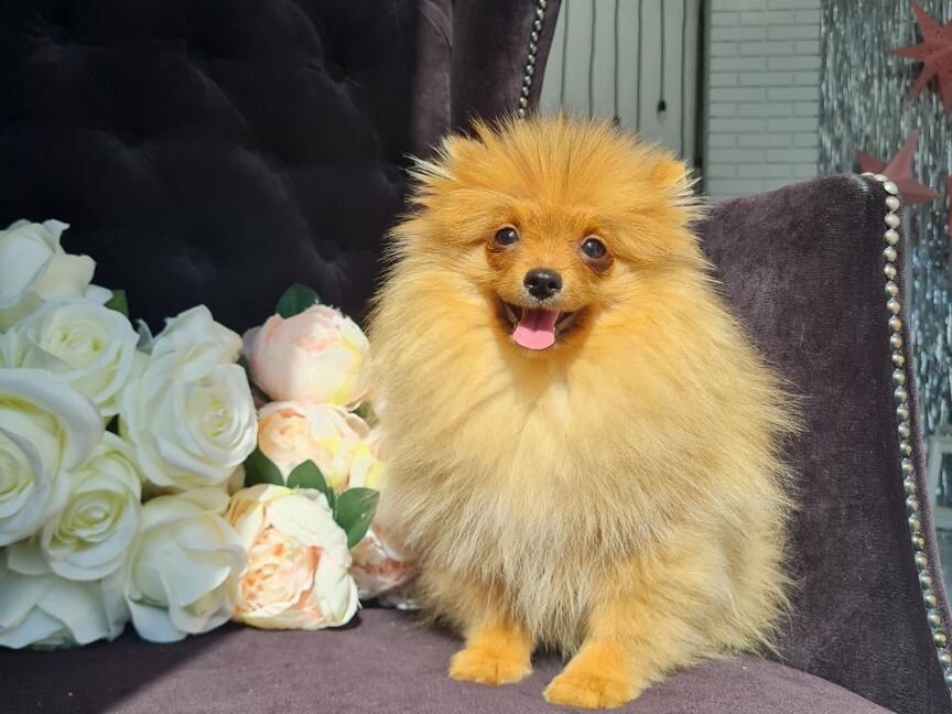 Померанский шпиц