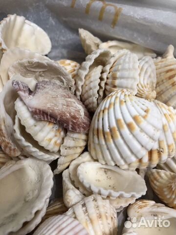 Морские ракушки