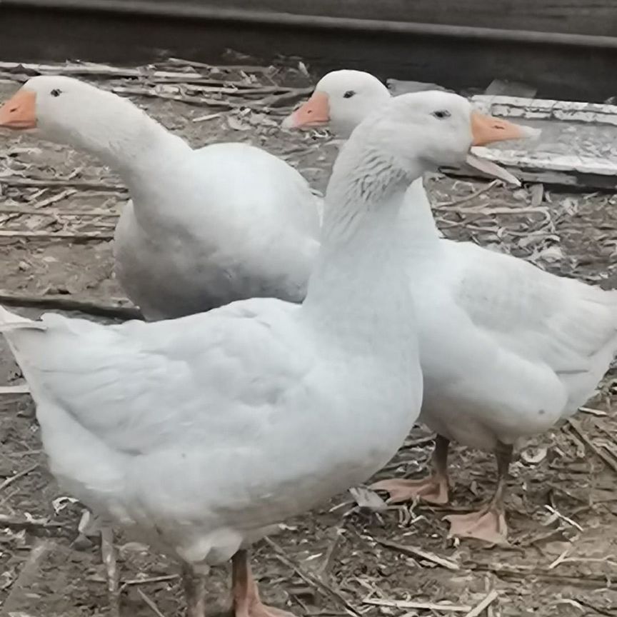 Гусь