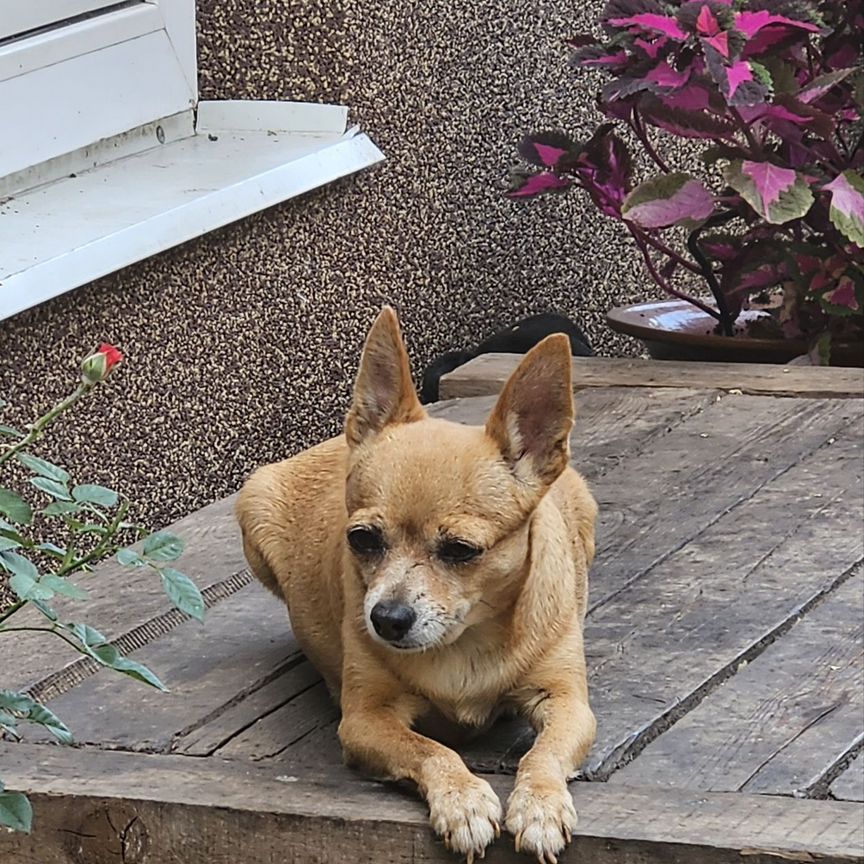 Той-терьер девочка