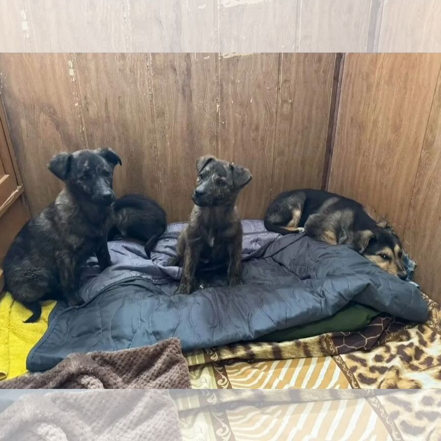 Щенок в добрые руки