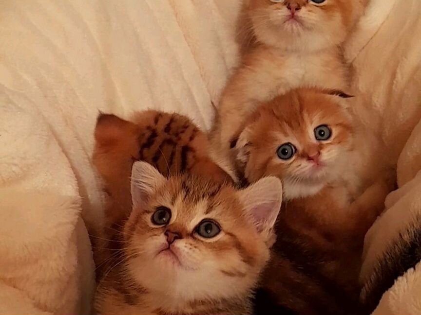 Котята-шотландцы золотого шиншиллового окраса