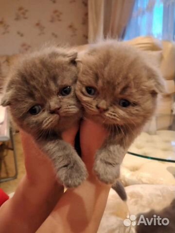 Шотландские вислоухие котята 2мес
