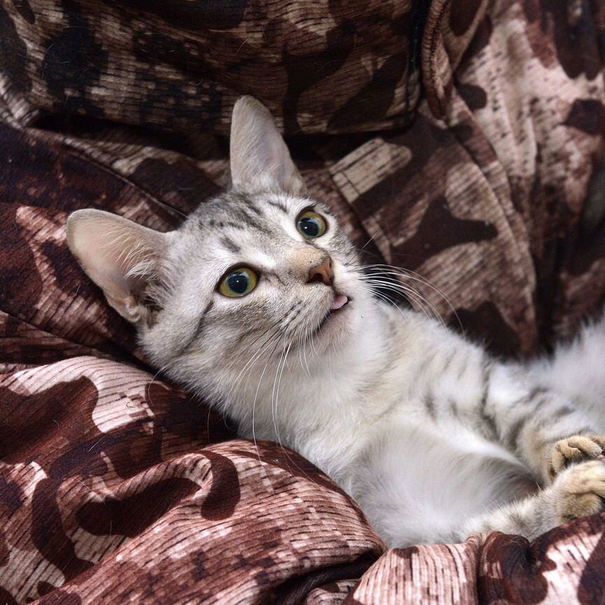 Котёнок Гоша