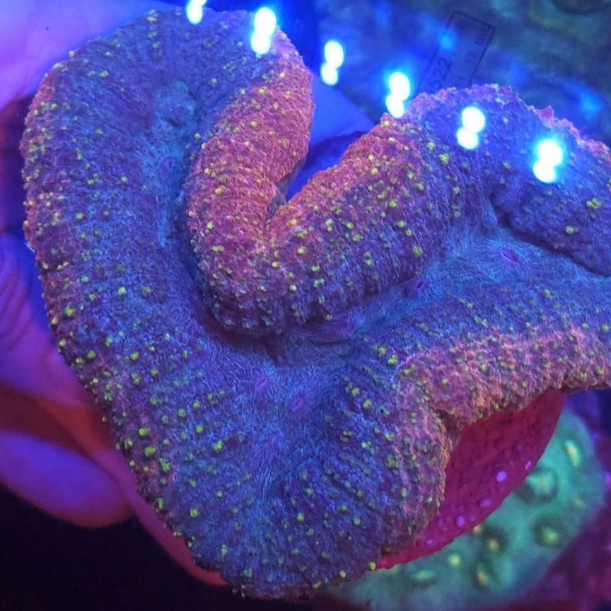 Живой морской коралл Лобофиллия (Lobophyllia)