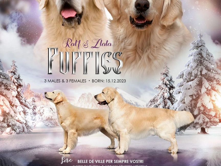 Щенки Golden Retriever