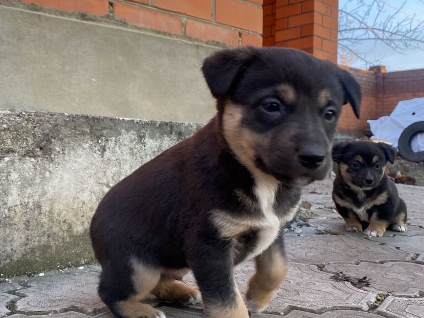 Собака в добрые руки маленькая порода