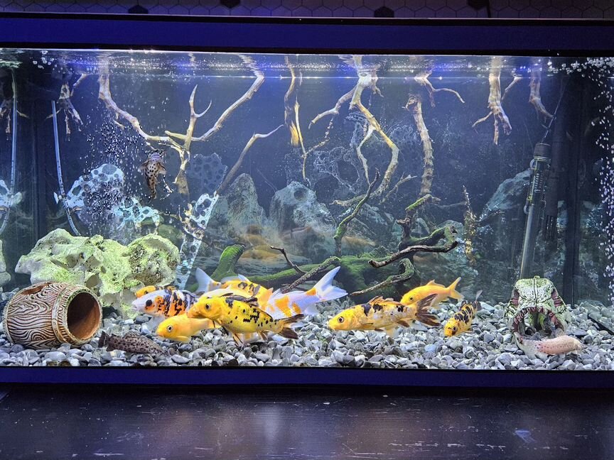 Аквариум 200 литров