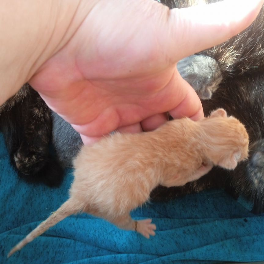 Котята в добрые руки бесплатно