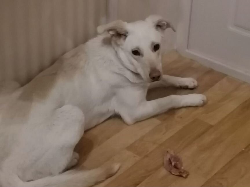 Собака в добрые руки