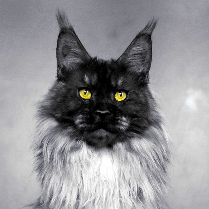 Мальчик мейн кун