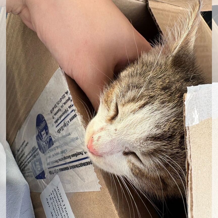 Котёнок в добрые руки