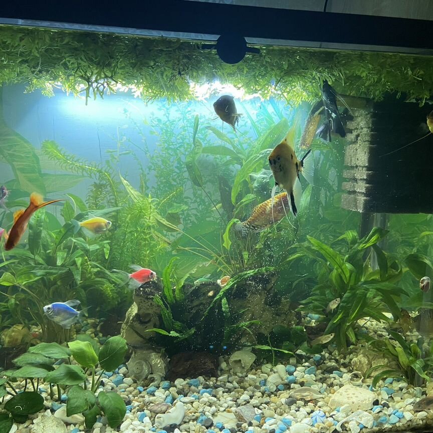 Аквариум с рыбками