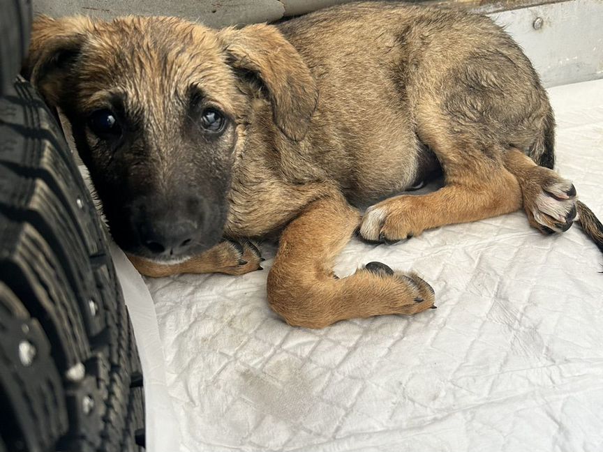 Собака в добрые руки щенок