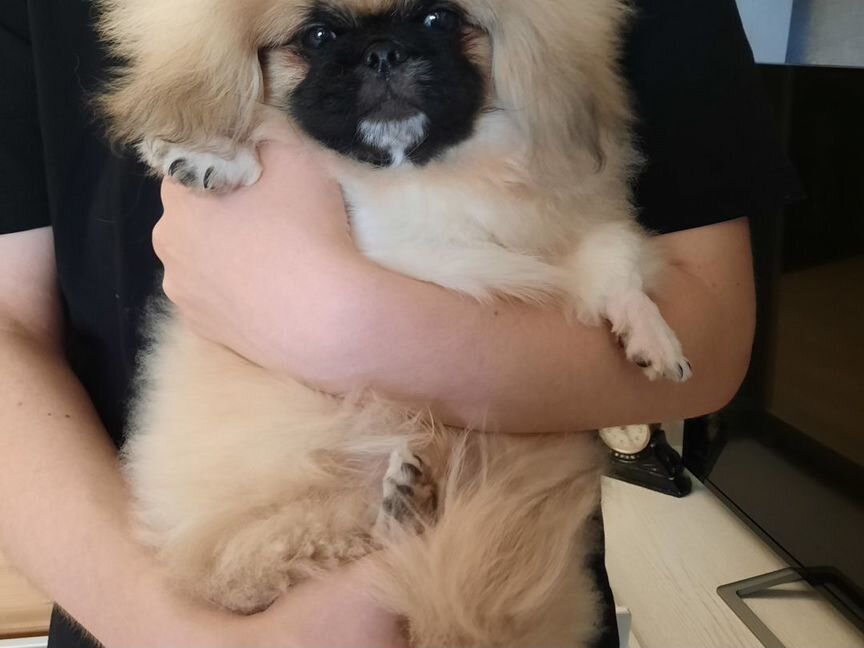 Щенок пекинеса от чемпиона