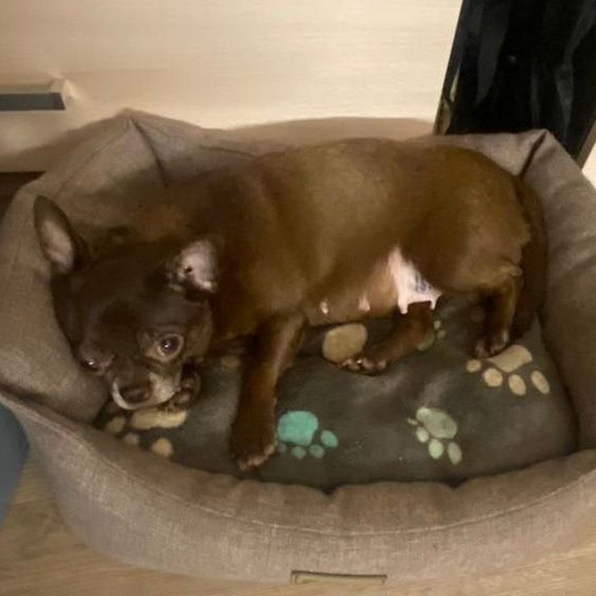 Чихуахуа, взрослая собака