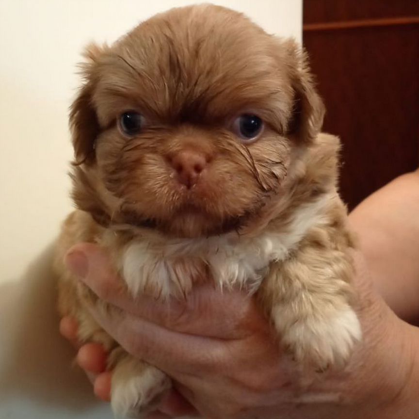 Пекинес, щенок