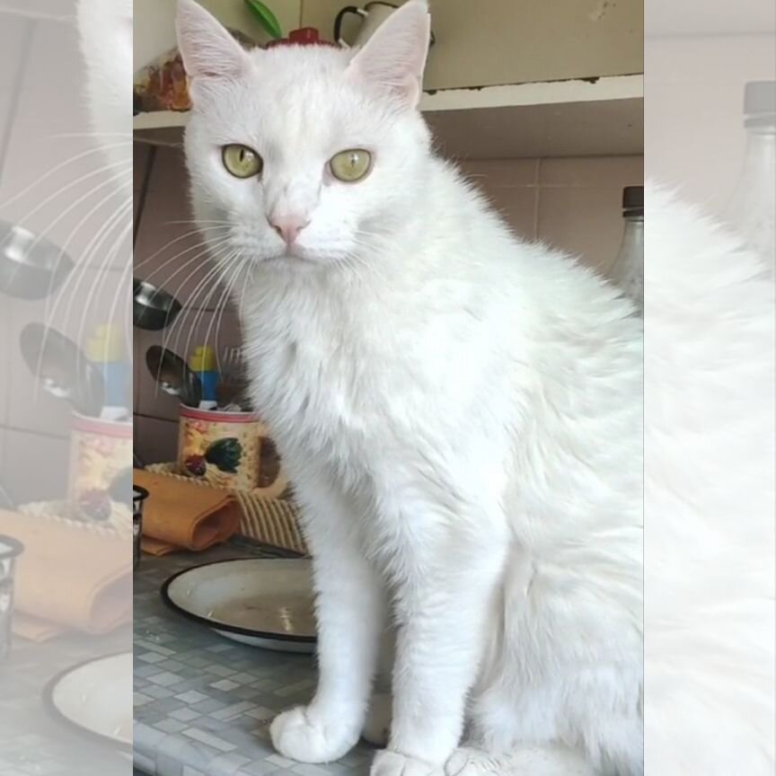 Отдам кота в добрые руки бесплатно