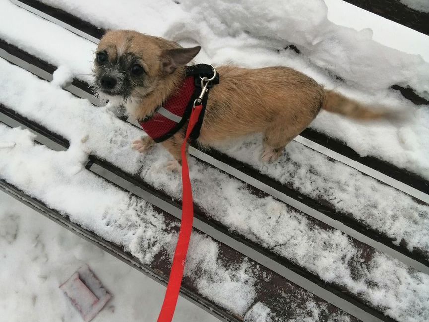 Продаю маленькую собачку чорки