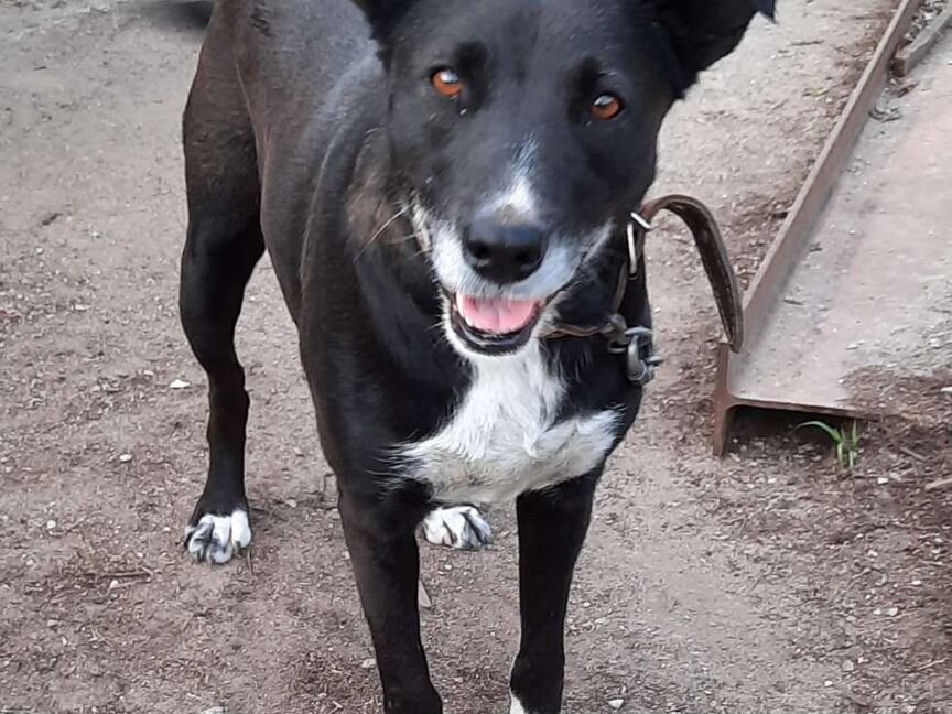 Собака в добрые руки