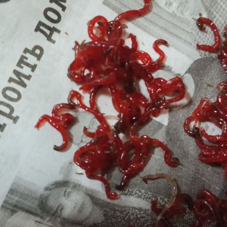 Мотыль кормовой (мелкий, свежий)